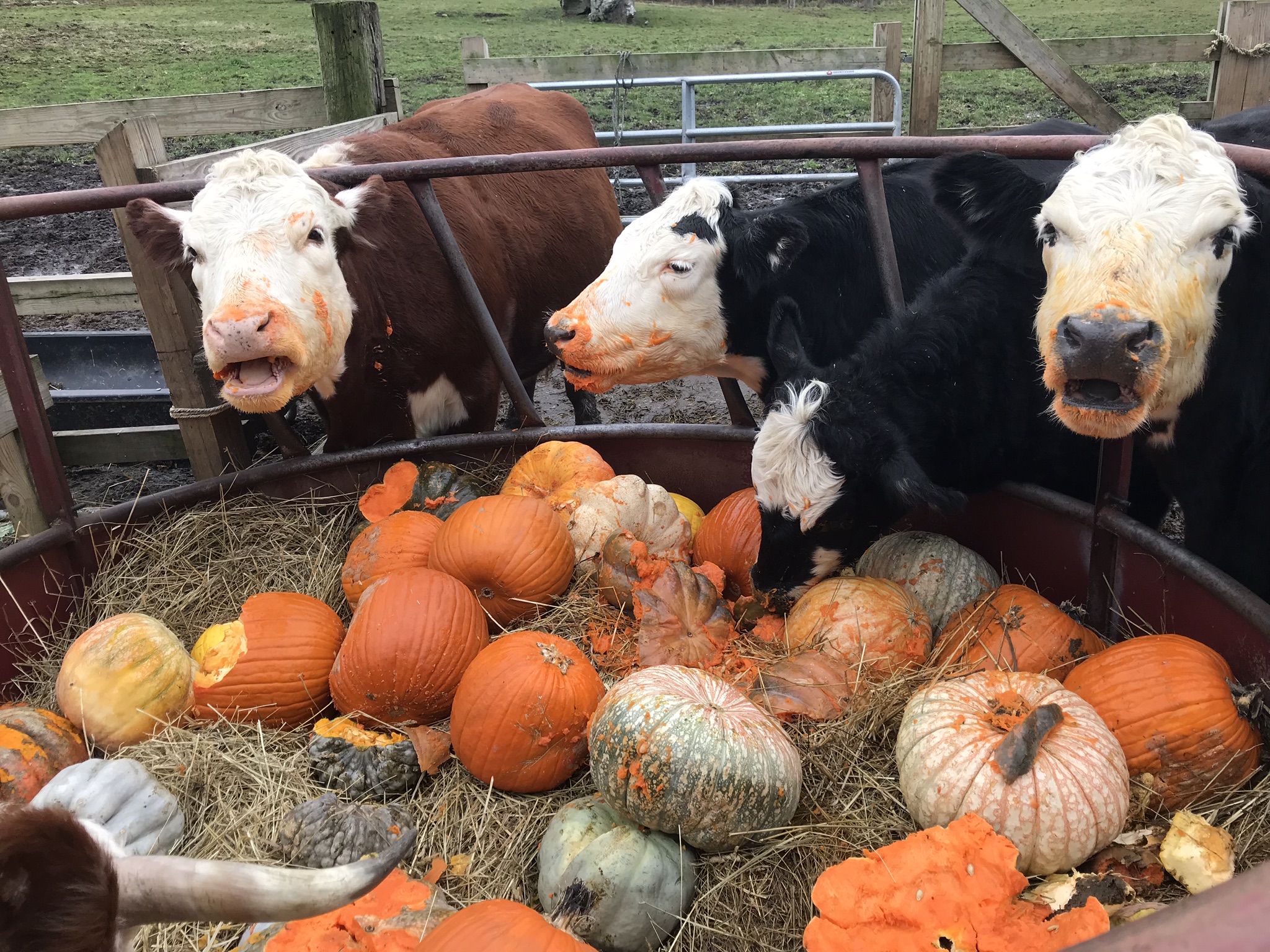 Gallery – Rice Farm